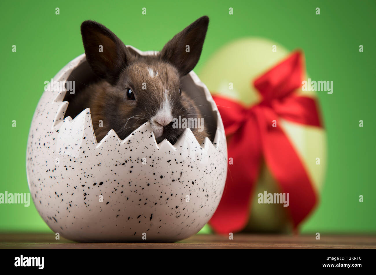 Little cute baby rabbit and easter Stock Photo - Alamy