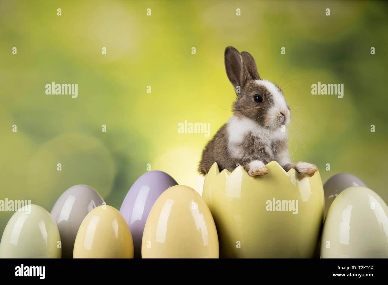 Little cute baby rabbit and easter eggs Stock Photo - Alamy