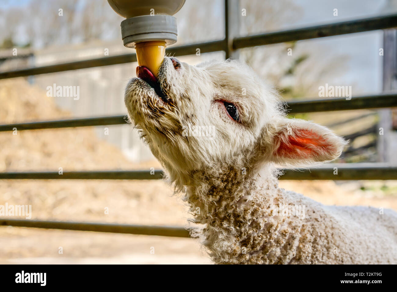 Orphan lamb hi-res stock photography and images - Alamy