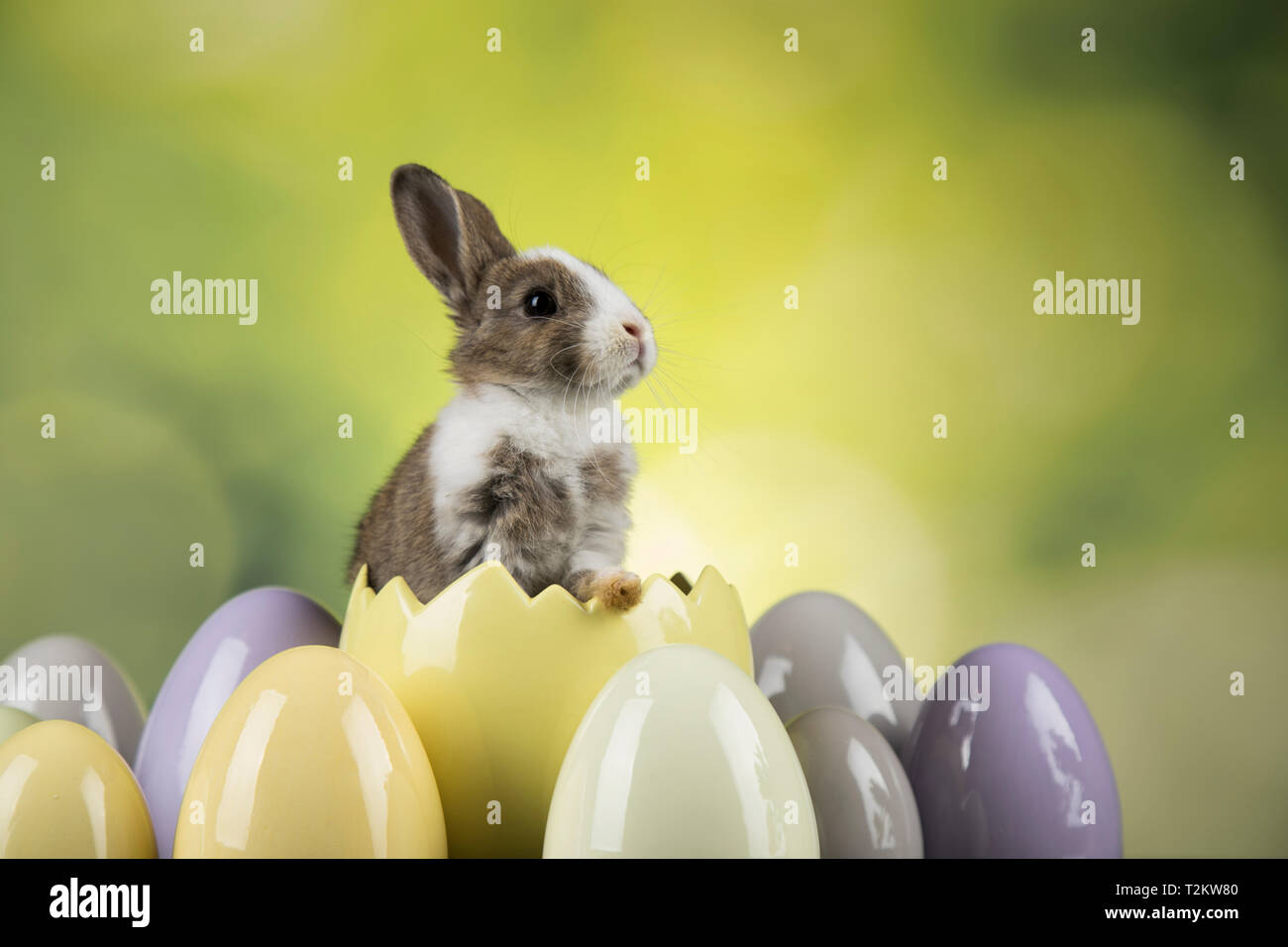 Happy easter, Baby bunny, rabbit and egg on green background Stock ...