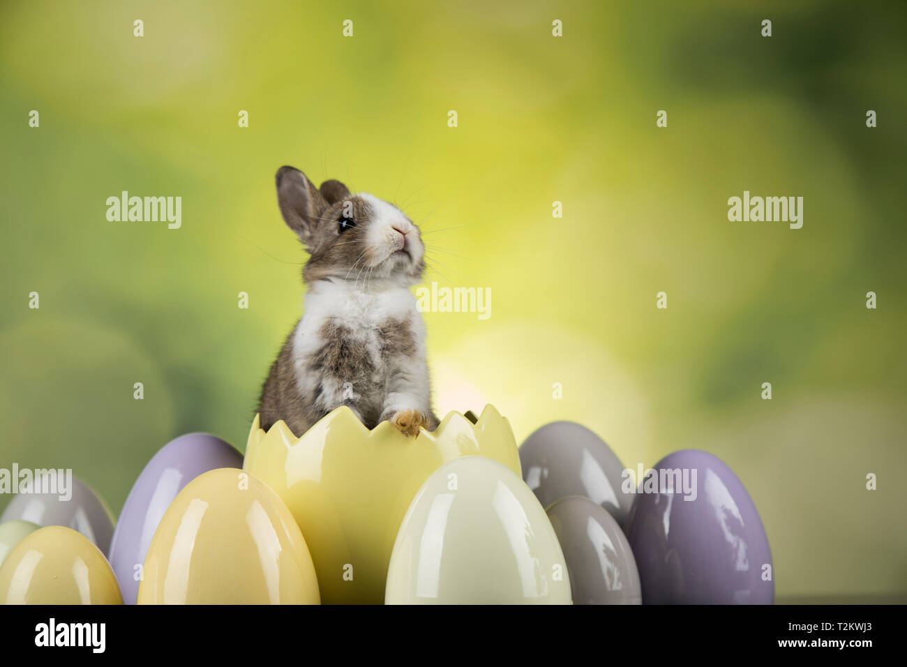 Little cute baby rabbit and easter eggs Stock Photo - Alamy