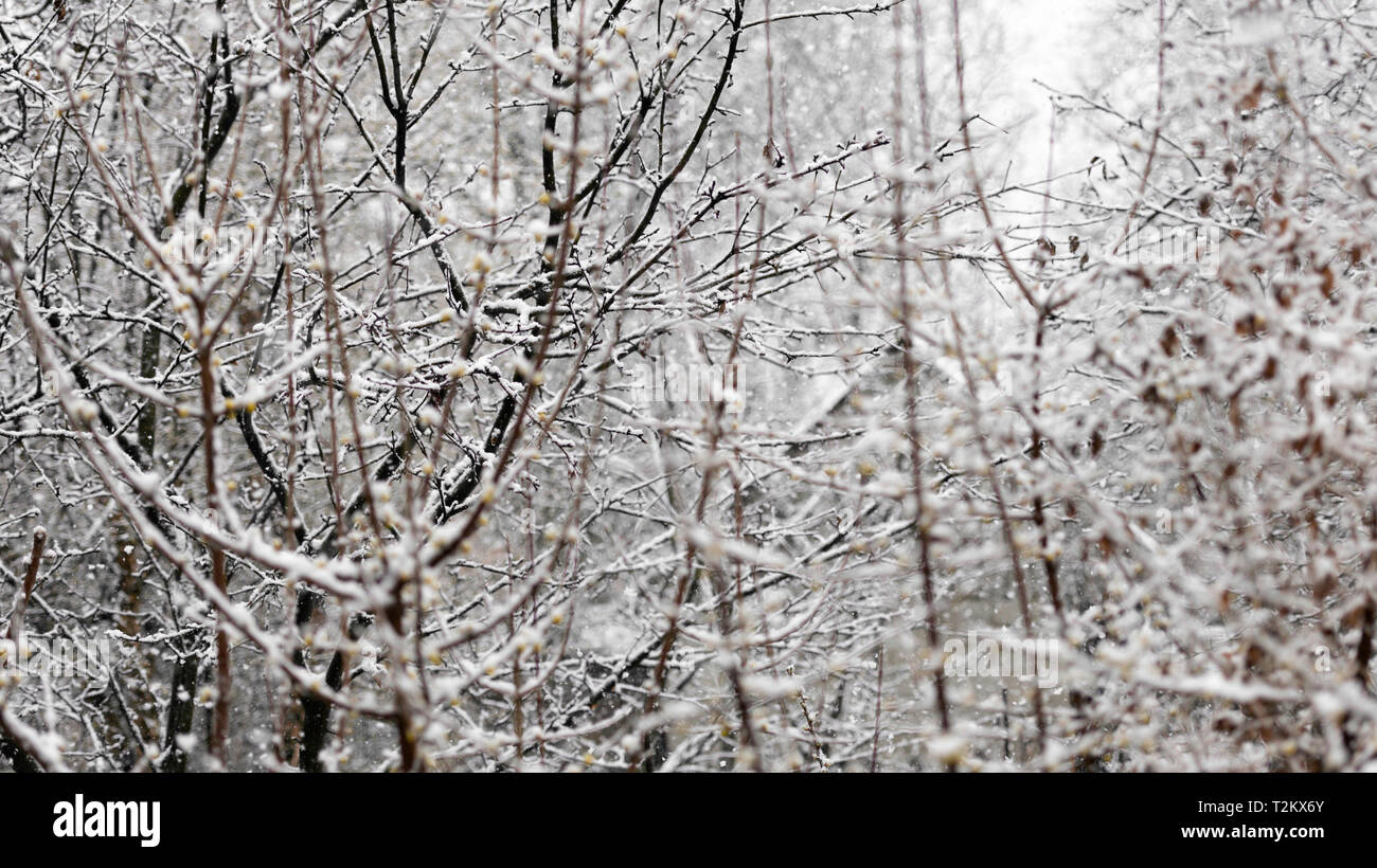 Early snowstorm hi-res stock photography and images - Alamy