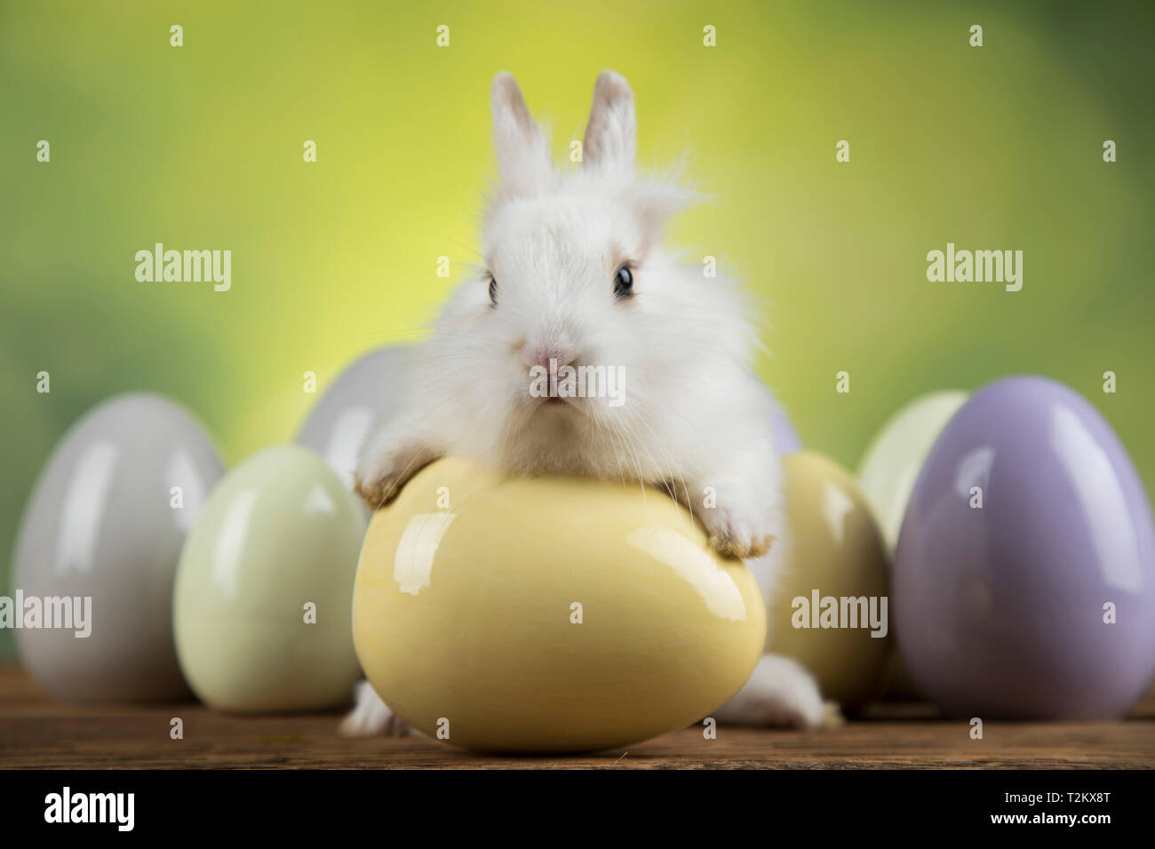 Little cute baby rabbit and easter eggs Stock Photo - Alamy