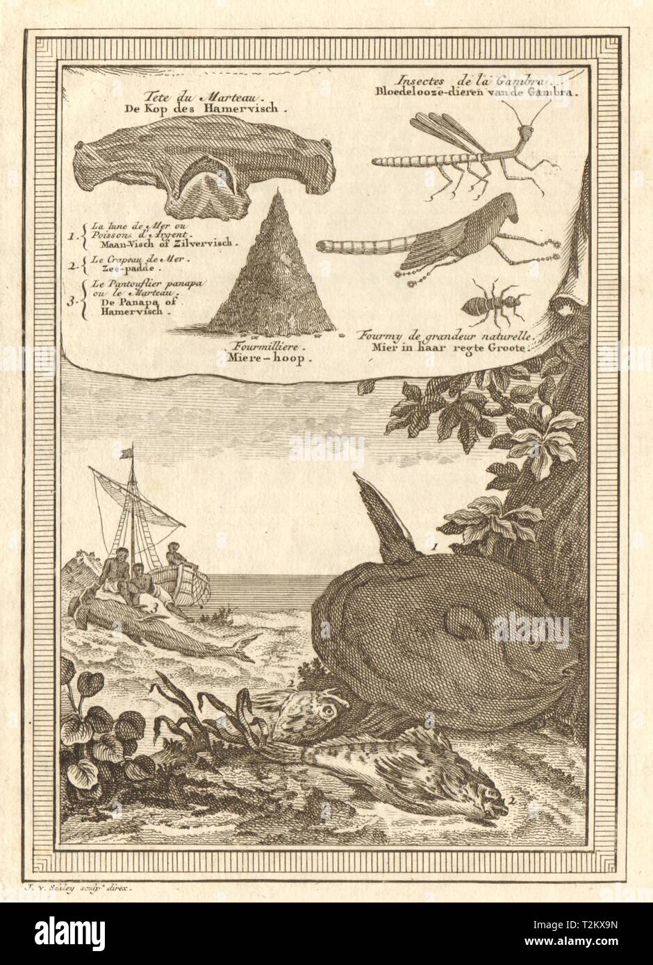 West Africa. Hammerhead shark. Gambian insects. Ocean Sunfish. SCHLEY ...