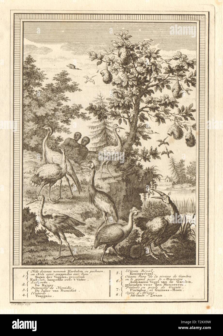 West African birds. Kurbalot Fisher Aigret Bustard Damsel Monoceros ...