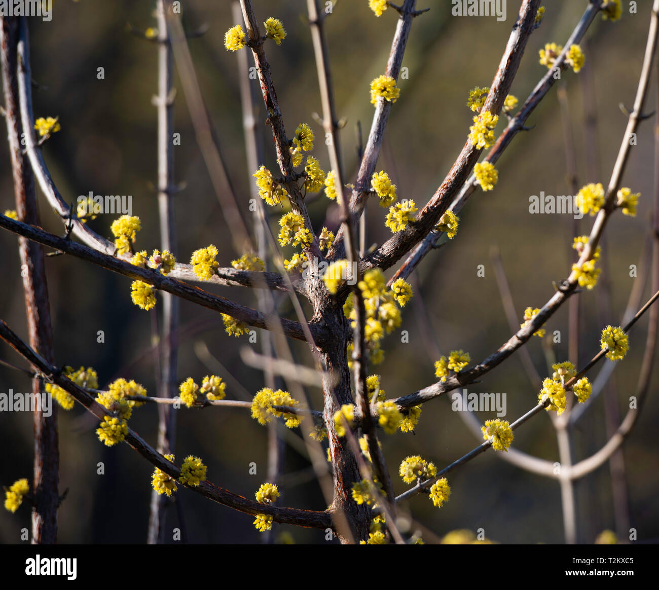 close of yellow buds on a tree branches at a spring season Stock Photo ...