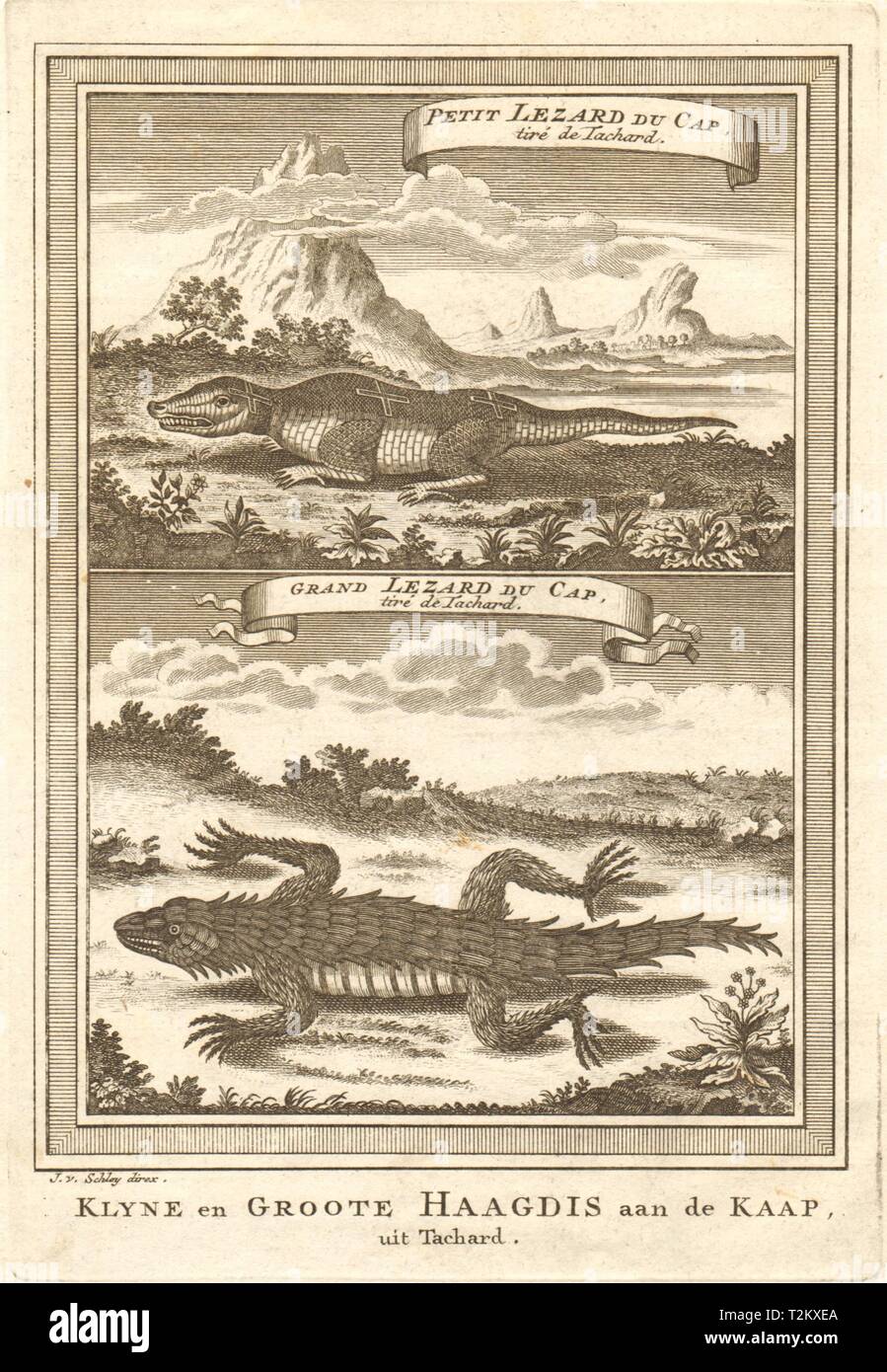 South Africa. Small Cape Lizard & Great Cape Lizard, from Tachard ...
