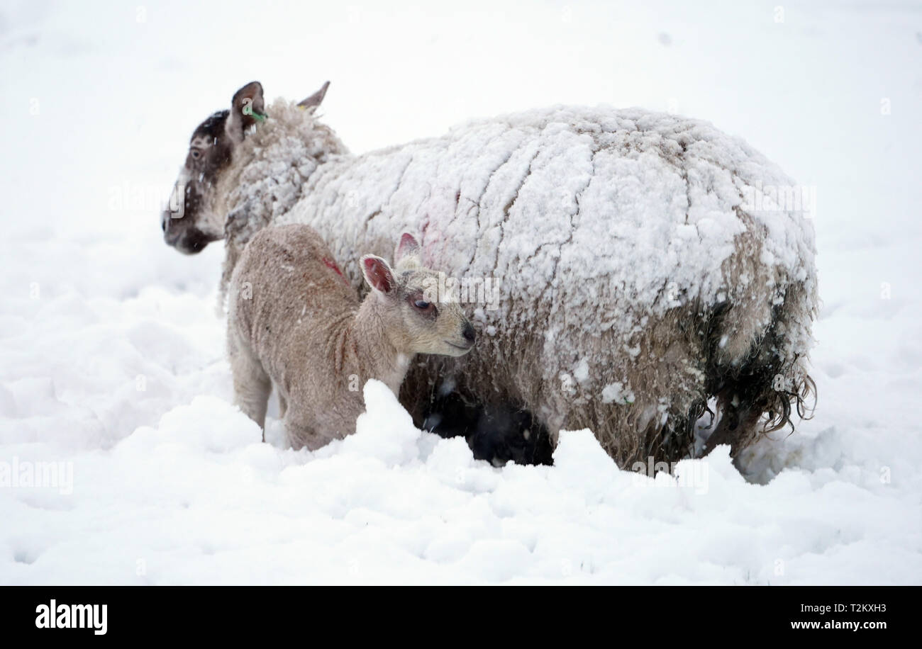 Sheep newborn lambs in snow covered field near allendale hi-res stock ...