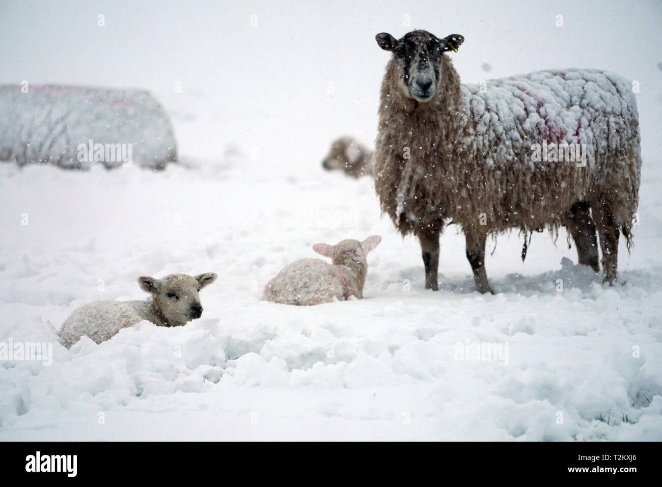 Sheep Newborn Lambs In Snow Covered Field Near Allendale High ...