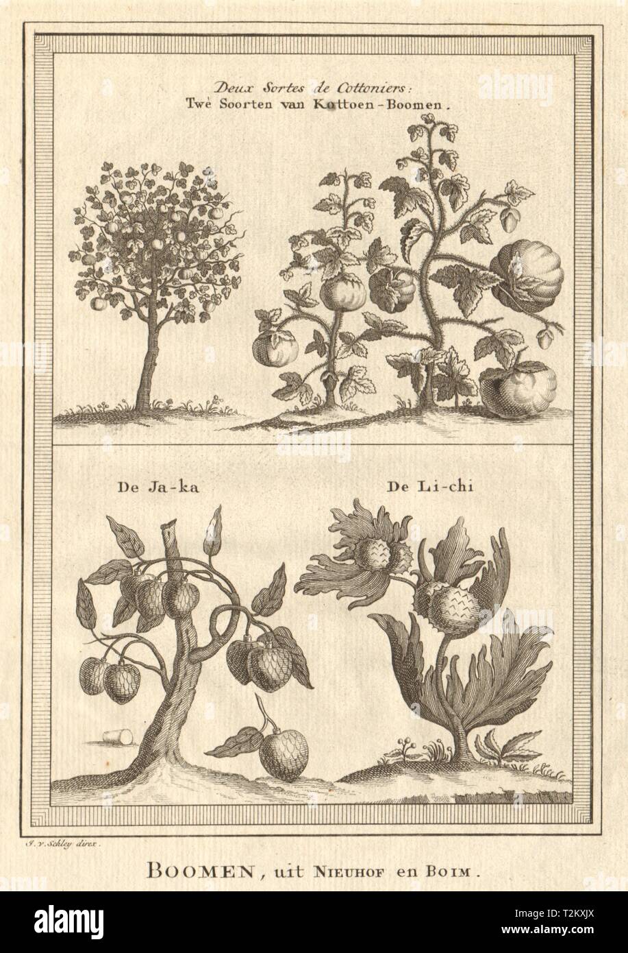 China. Cotton trees. Lychee. Ata, Sugar/custard apple or sweetsop ...