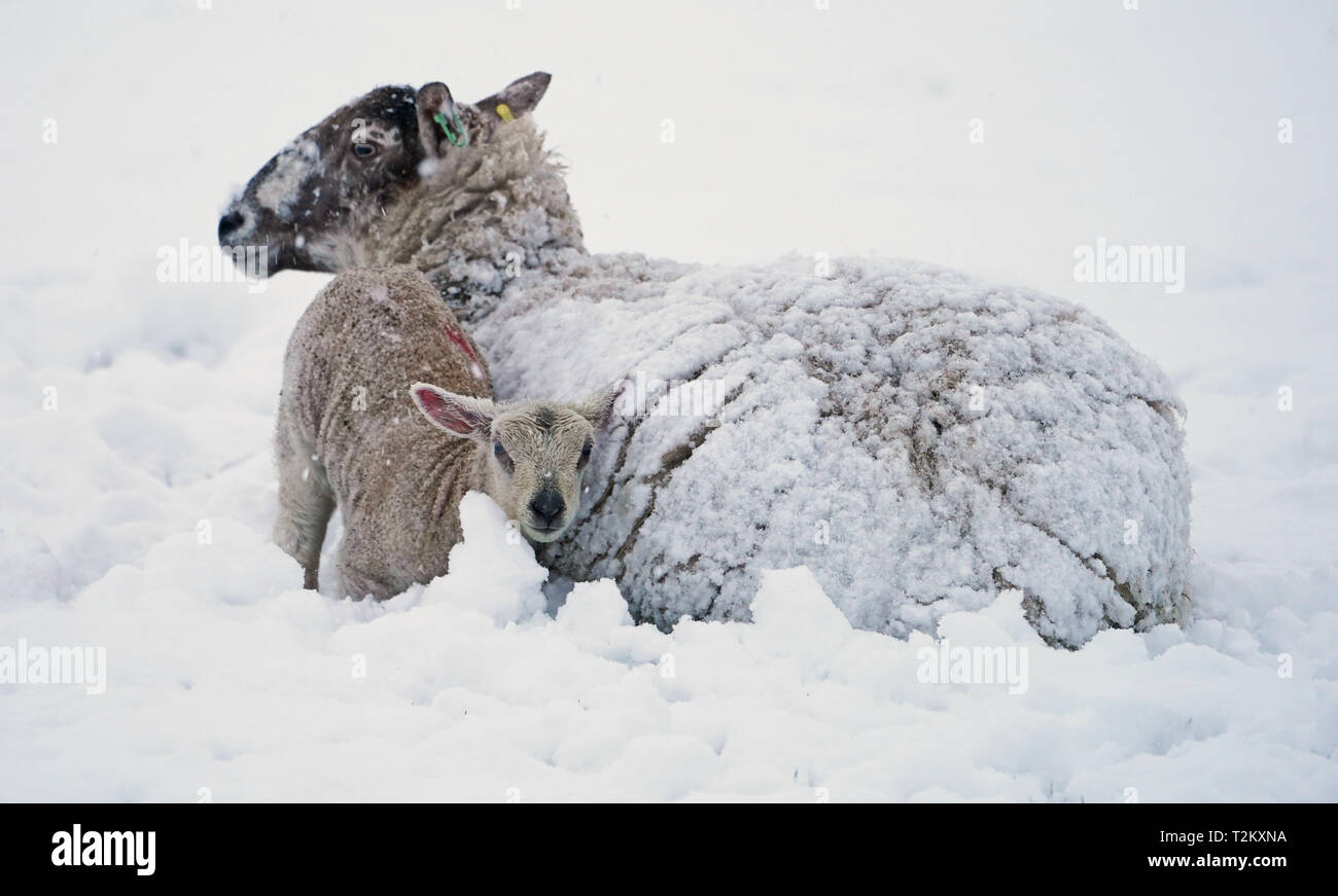 Sheep newborn lambs in snow covered field near allendale hi-res stock ...