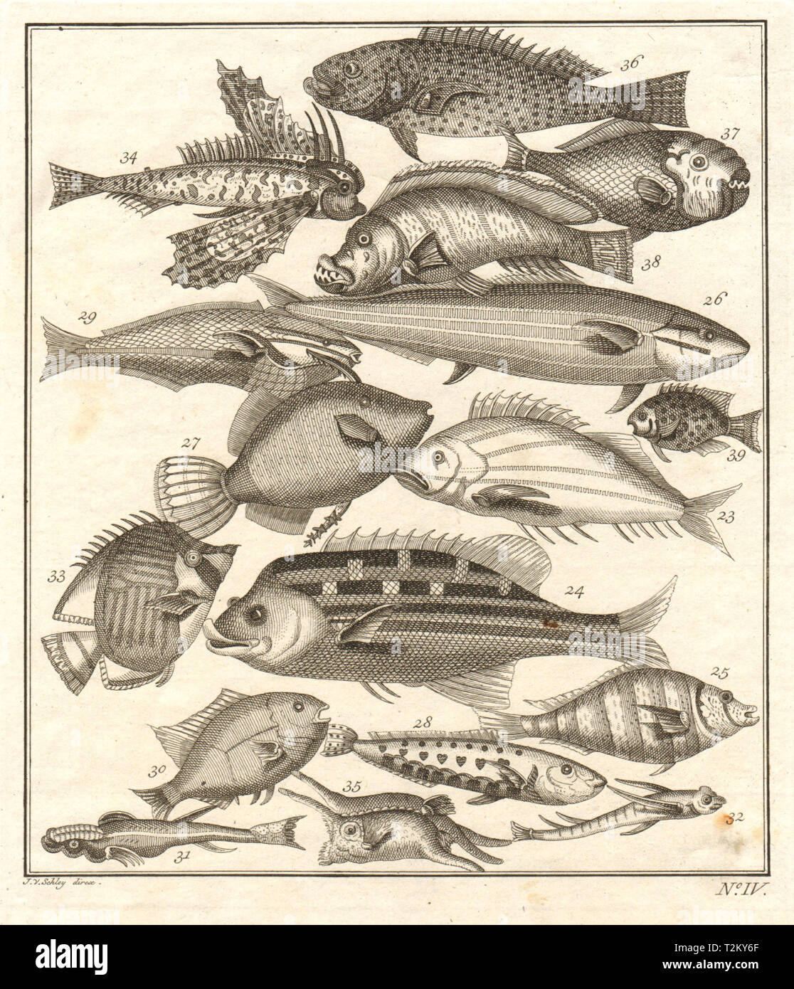 IV. Poissons d'Ambione. Indonesia Moluccas Maluku tropical fish. SCHLEY ...