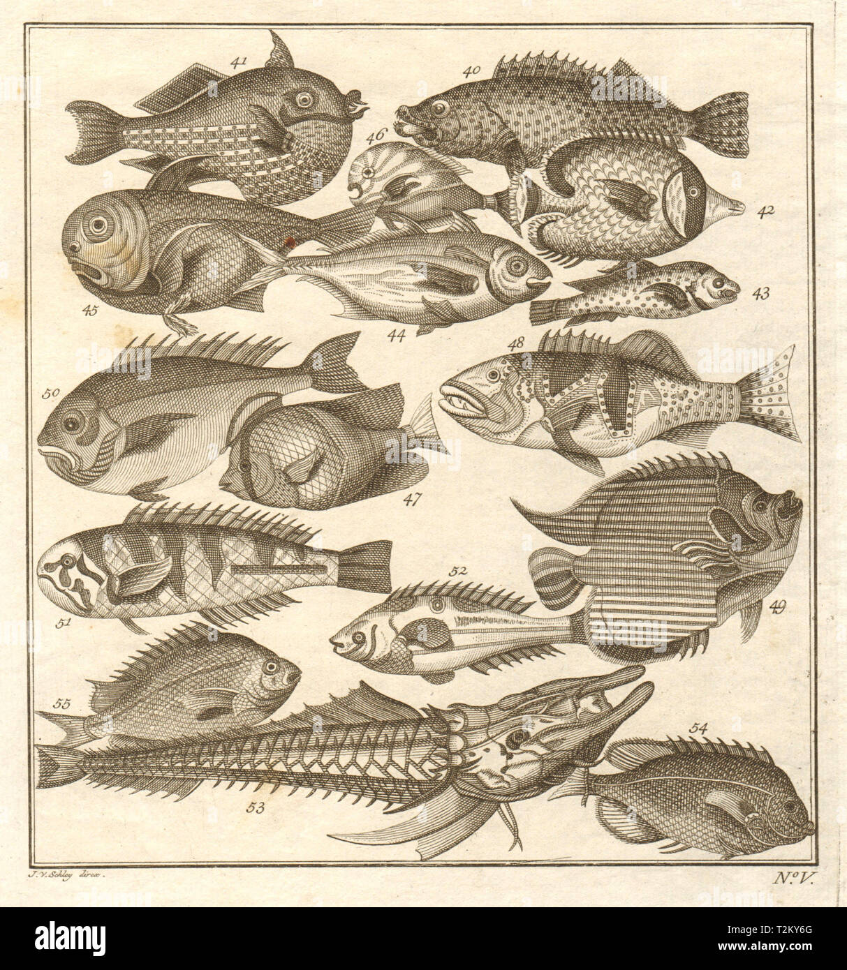 V. Poissons d'Ambione. Indonesia Moluccas Maluku tropical fish. SCHLEY ...