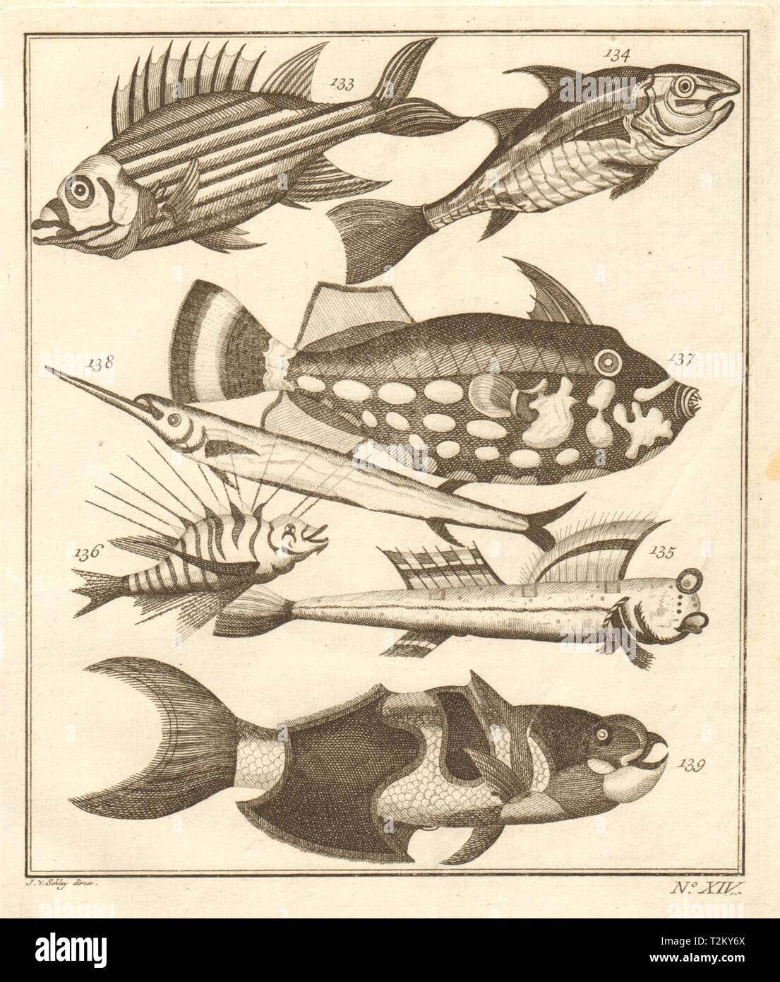 XIV. Poissons d'Ambione. Indonesia Moluccas Maluku tropical fish ...