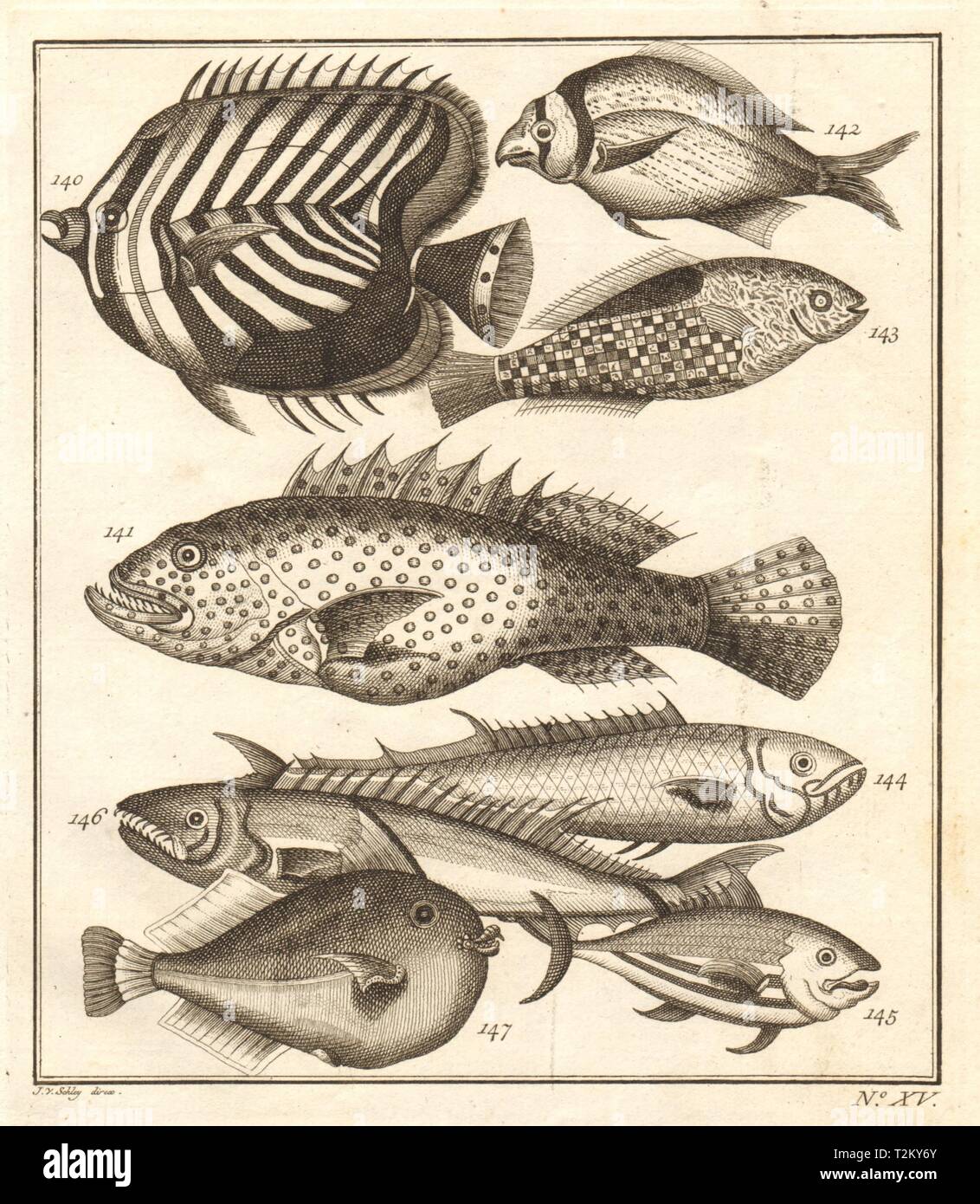 XV. Poissons d'Ambione. Indonesia Moluccas Maluku tropical fish. SCHLEY ...