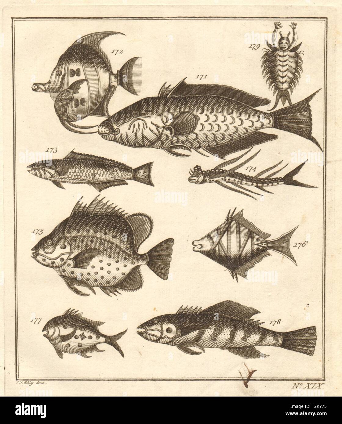 XIX. Poissons d'Ambione. Indonesia Moluccas Maluku tropical fish ...