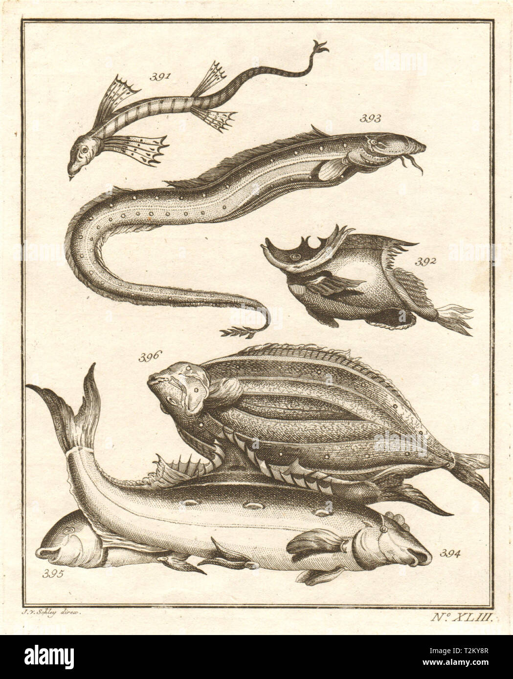 XLIII. Poissons d'Ambione. Indonesia Moluccas Maluku tropical fish ...