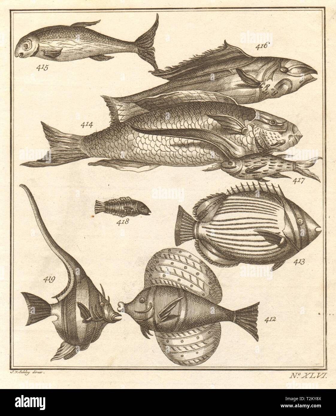 XLVI. Poissons d'Ambione. Indonesia Moluccas Maluku tropical fish ...