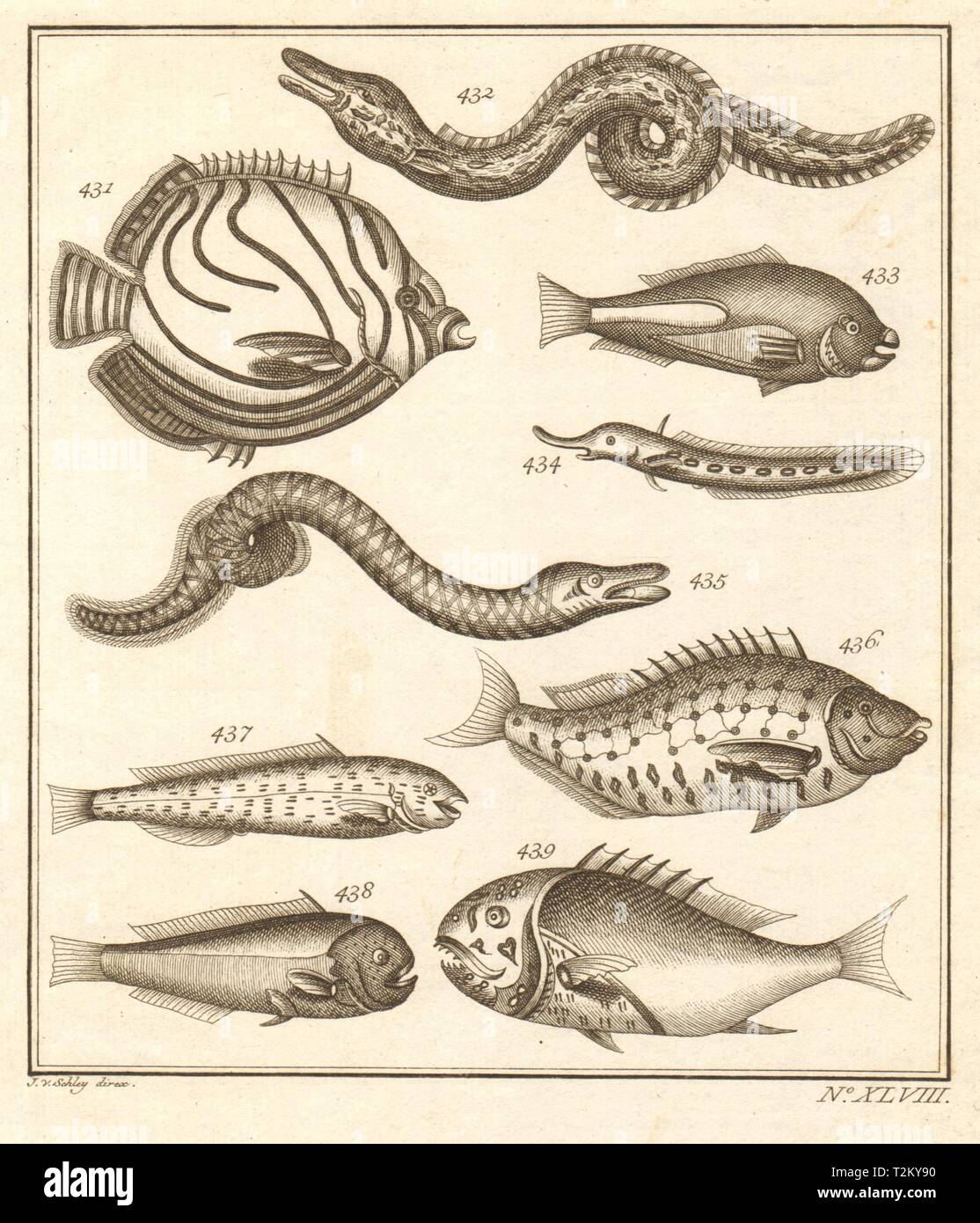 XLVIII. Poissons d'Ambione. Indonesia Moluccas Maluku tropical fish ...