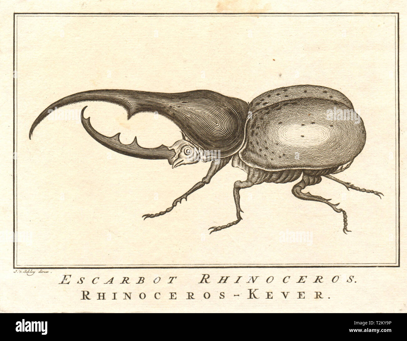 'Escarbot Rhinoceros'. Mexico. Rhinoceros Beetle. SCHLEY 1762 old print ...