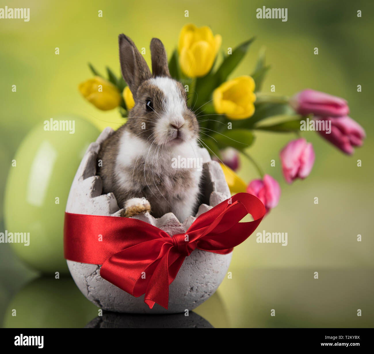 Spring baby bunny, tulip flower background Stock Photo - Alamy