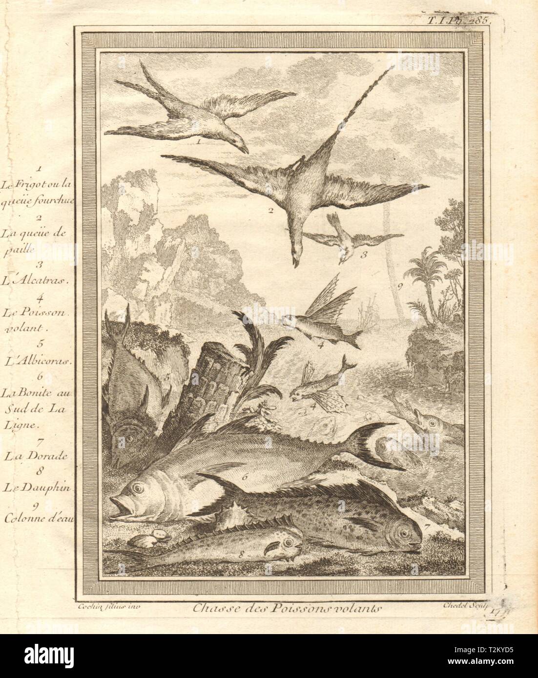 Frigate Tropicbird Flying fish Albacore Bonito Dorado Tuna Waterspout ...