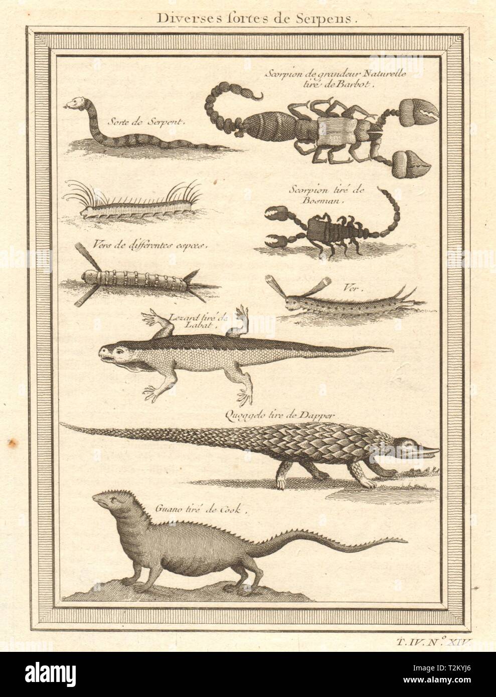 Scorpion and snake hi-res stock photography and images - Alamy