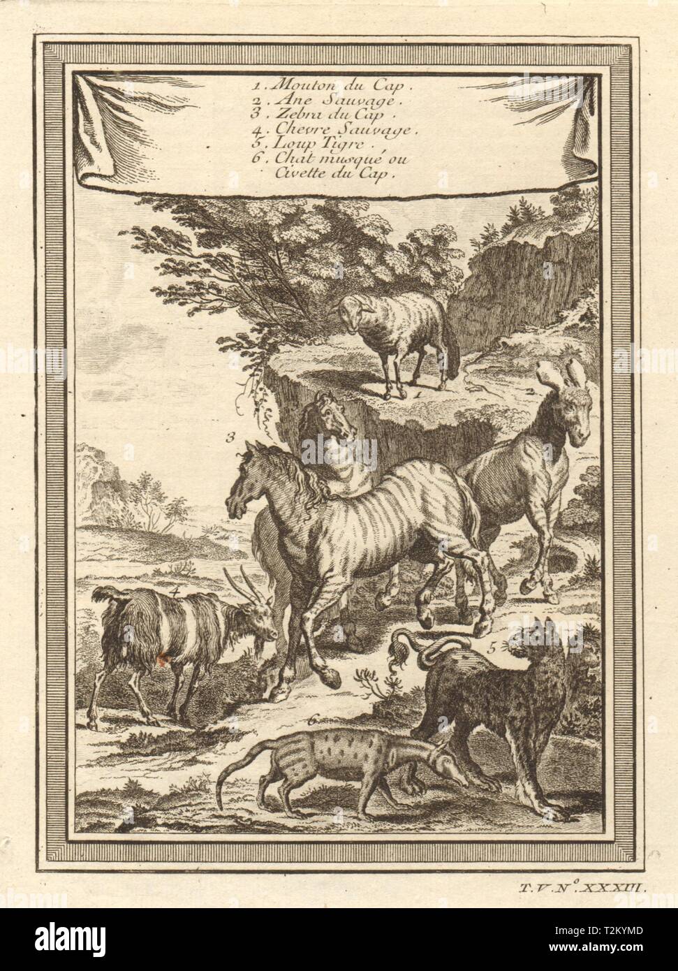 South African animals. Cape Sheep Zebra Ass Goat Leopard Musk cat Civet ...