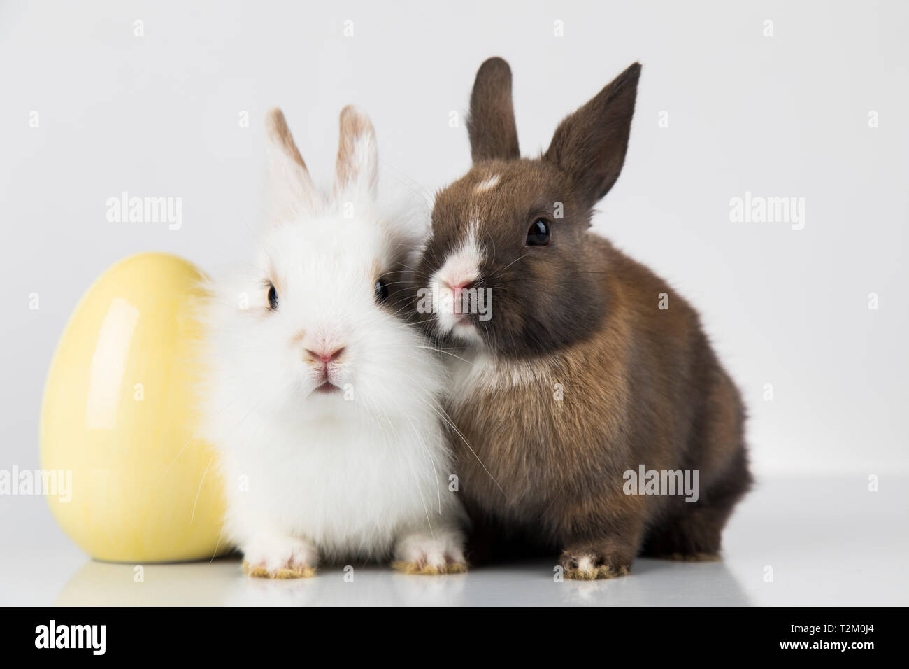 Little cute baby rabbit and easter eggs, white background Stock Photo ...