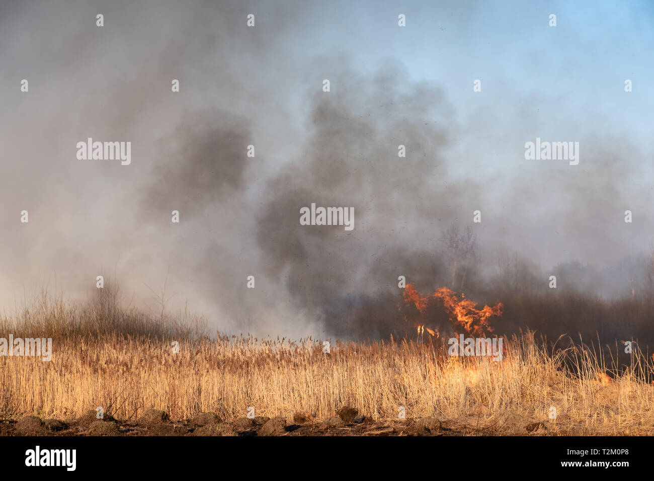 Wild fire, burning cane in the slough. Nature disaster: dry bog at the ...