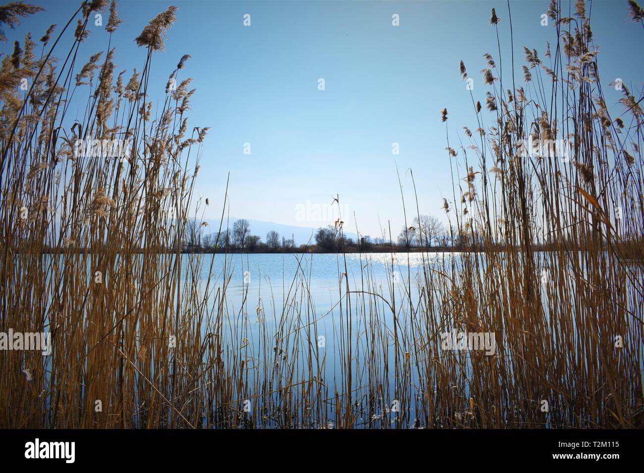 Typha plants arround a lake in Bulgaria Stock Photo - Alamy