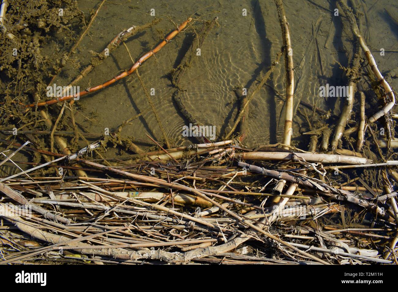 Sticks coming from the water of a river in Bulgaria Stock Photo - Alamy