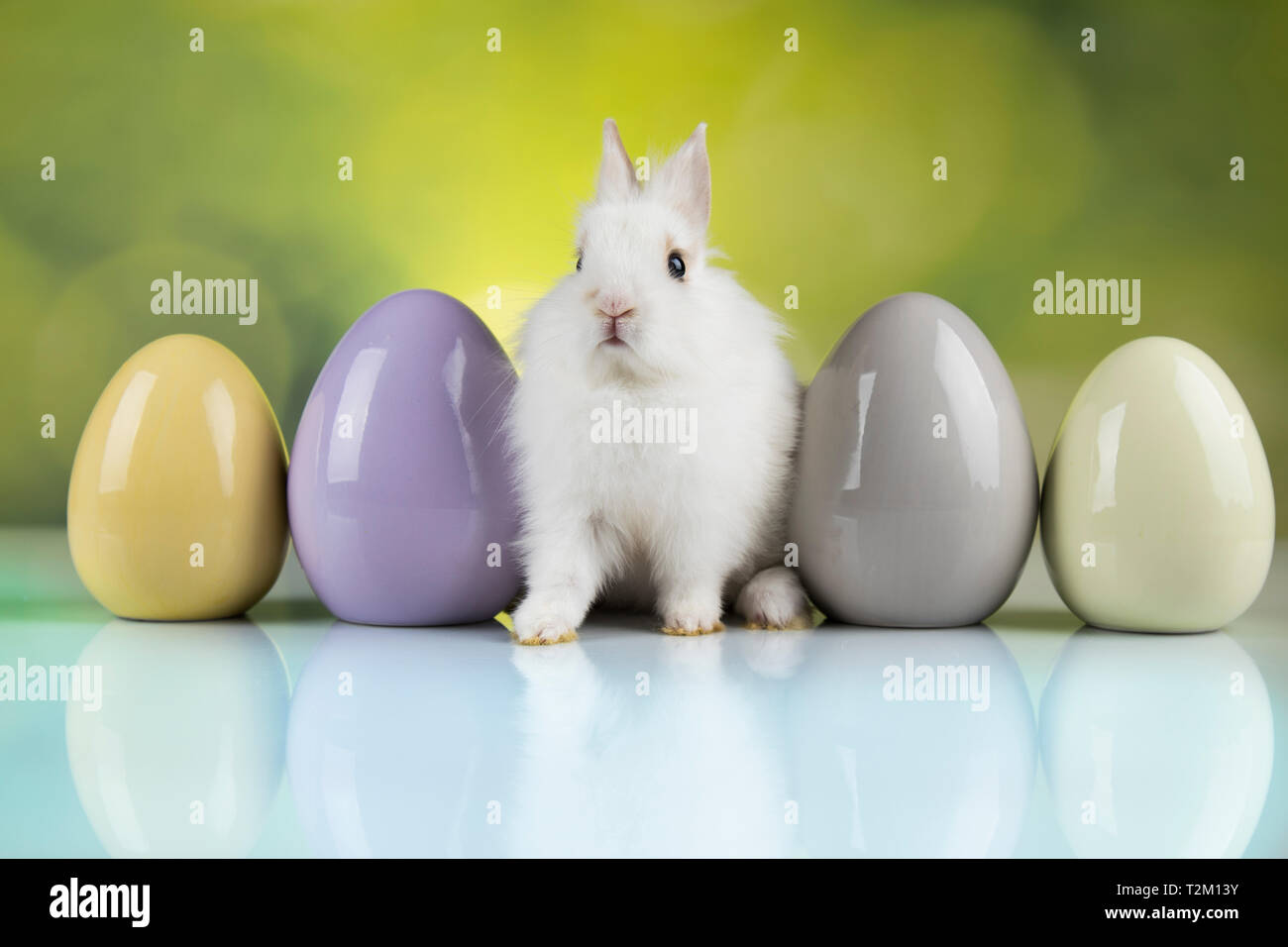 Little cute baby rabbit and easter eggs Stock Photo - Alamy