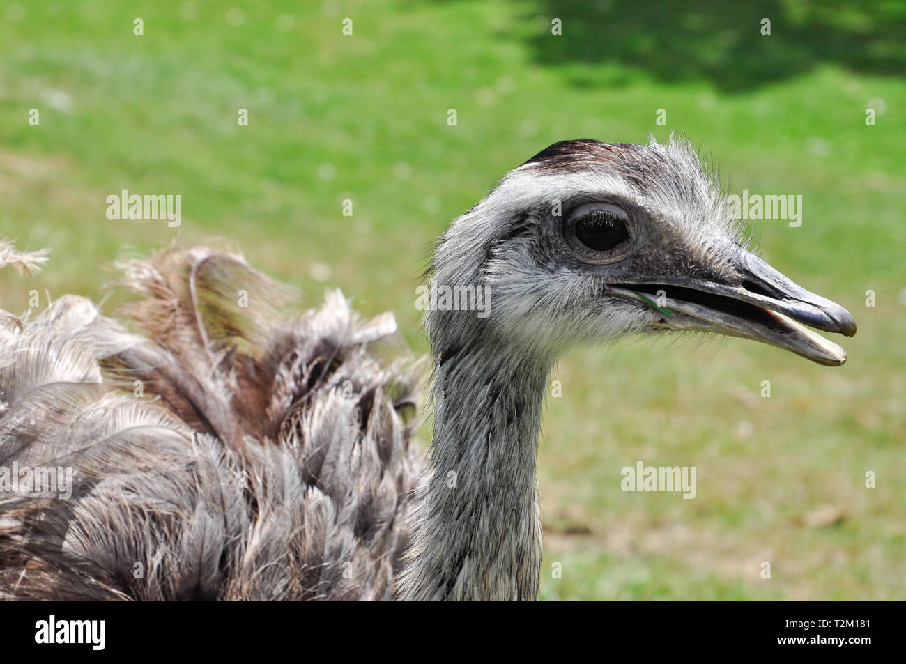 ostrich close up portrait Stock Photo - Alamy