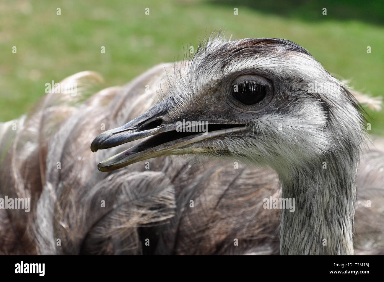 ostrich close up portrait Stock Photo - Alamy