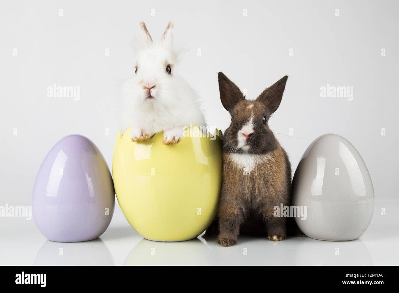 Little cute baby rabbit and easter eggs, white background Stock Photo ...