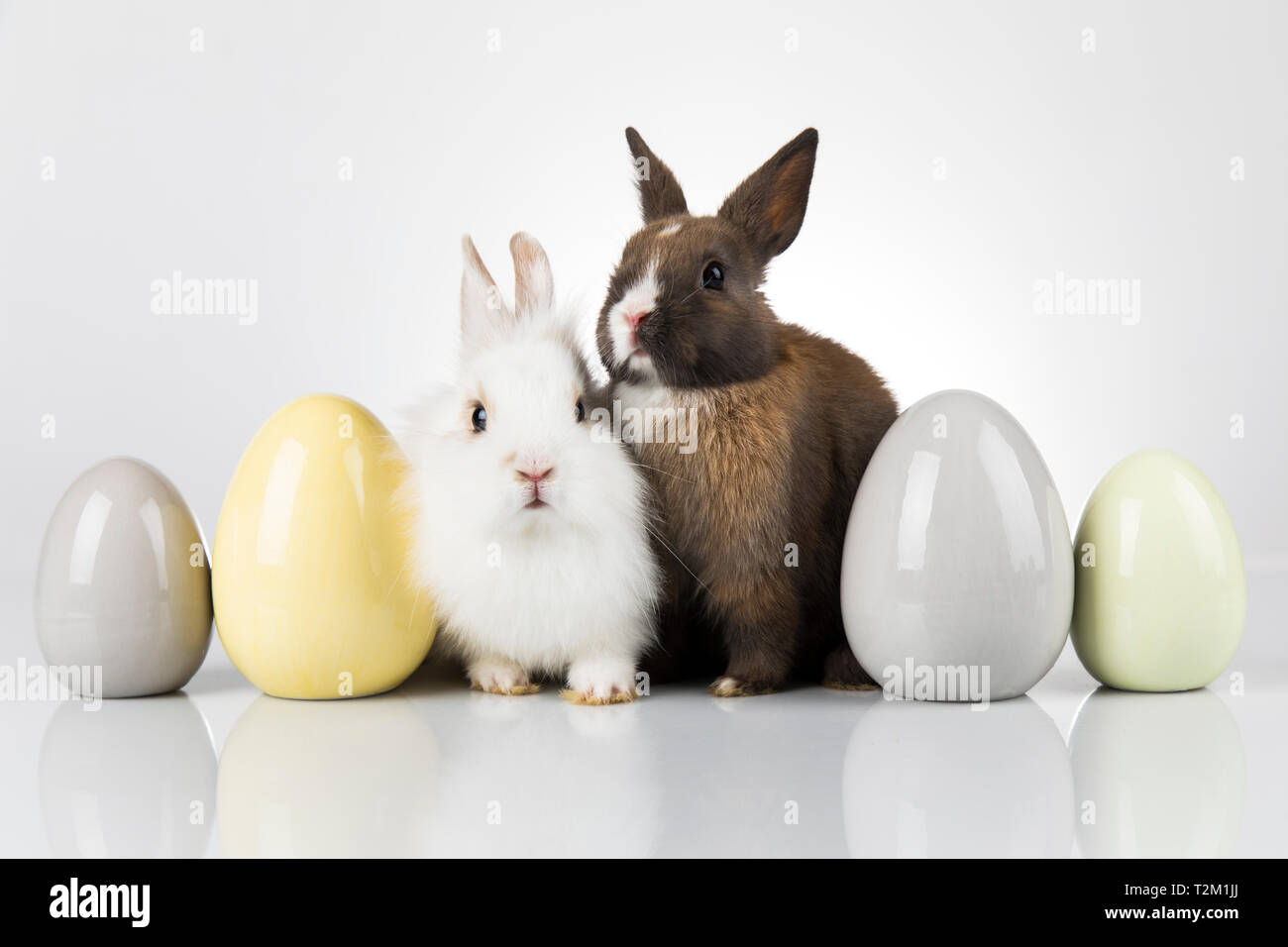 Rabbit and easter eggs in white background Stock Photo - Alamy