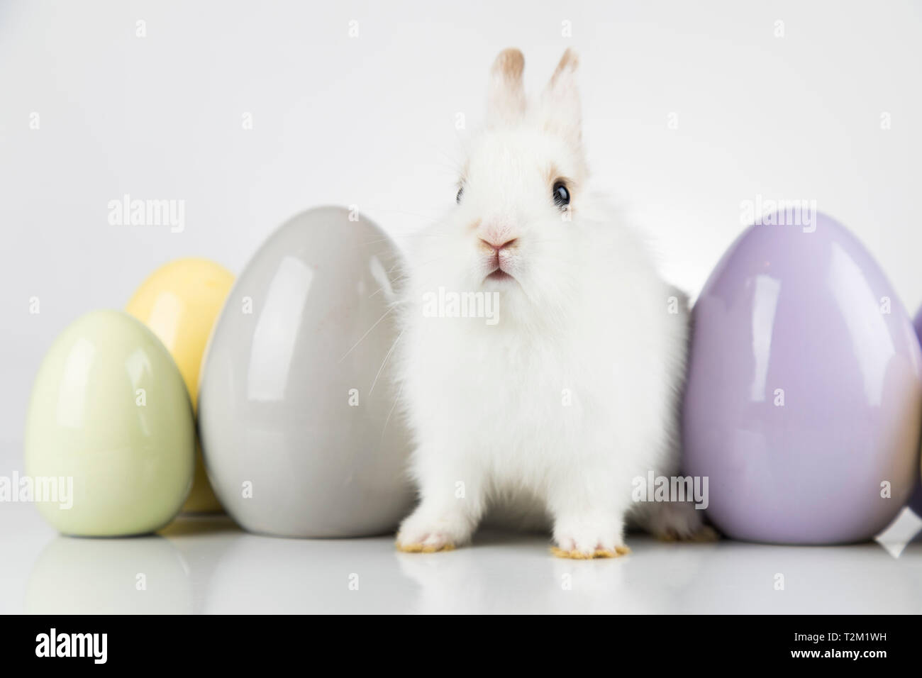 Happy easter, Baby bunny, rabbit and white background Stock Photo - Alamy