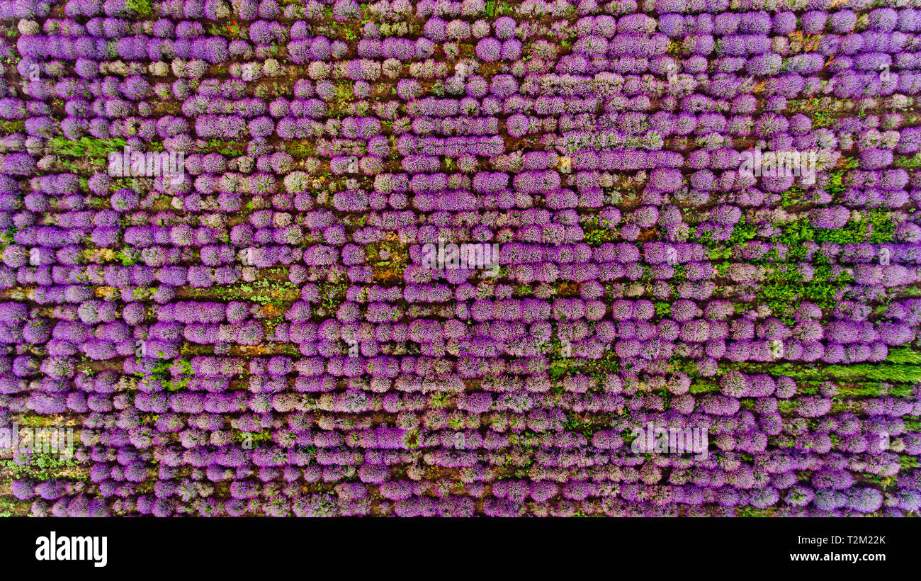 Aerial view lavender fields farm hi-res stock photography and images ...