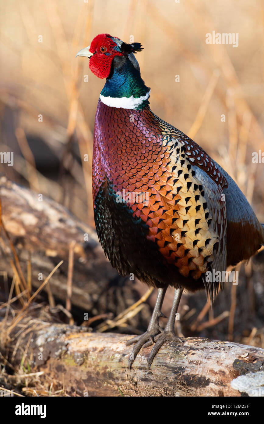 A Rooster Pheasant on a spring evening in South Dakota Stock Photo - Alamy