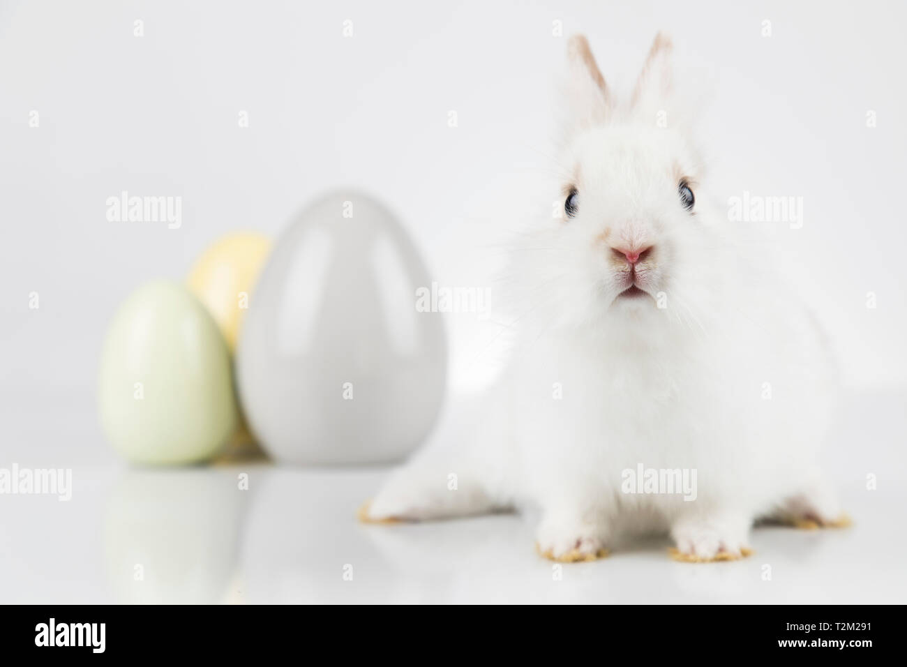 Little cute baby rabbit and easter eggs, white background Stock Photo ...