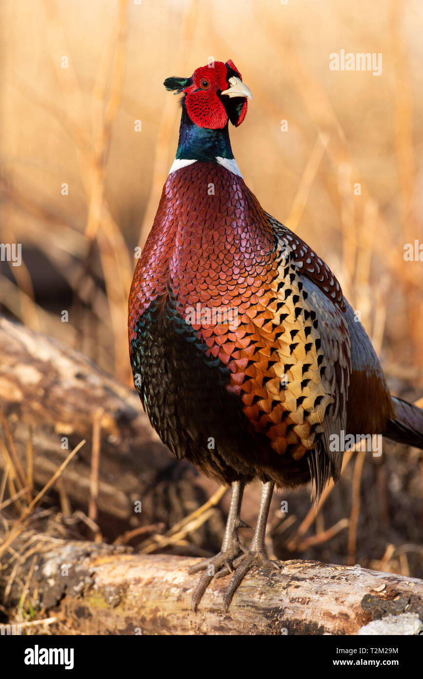 A Rooster Pheasant on a spring evening in South Dakota Stock Photo - Alamy