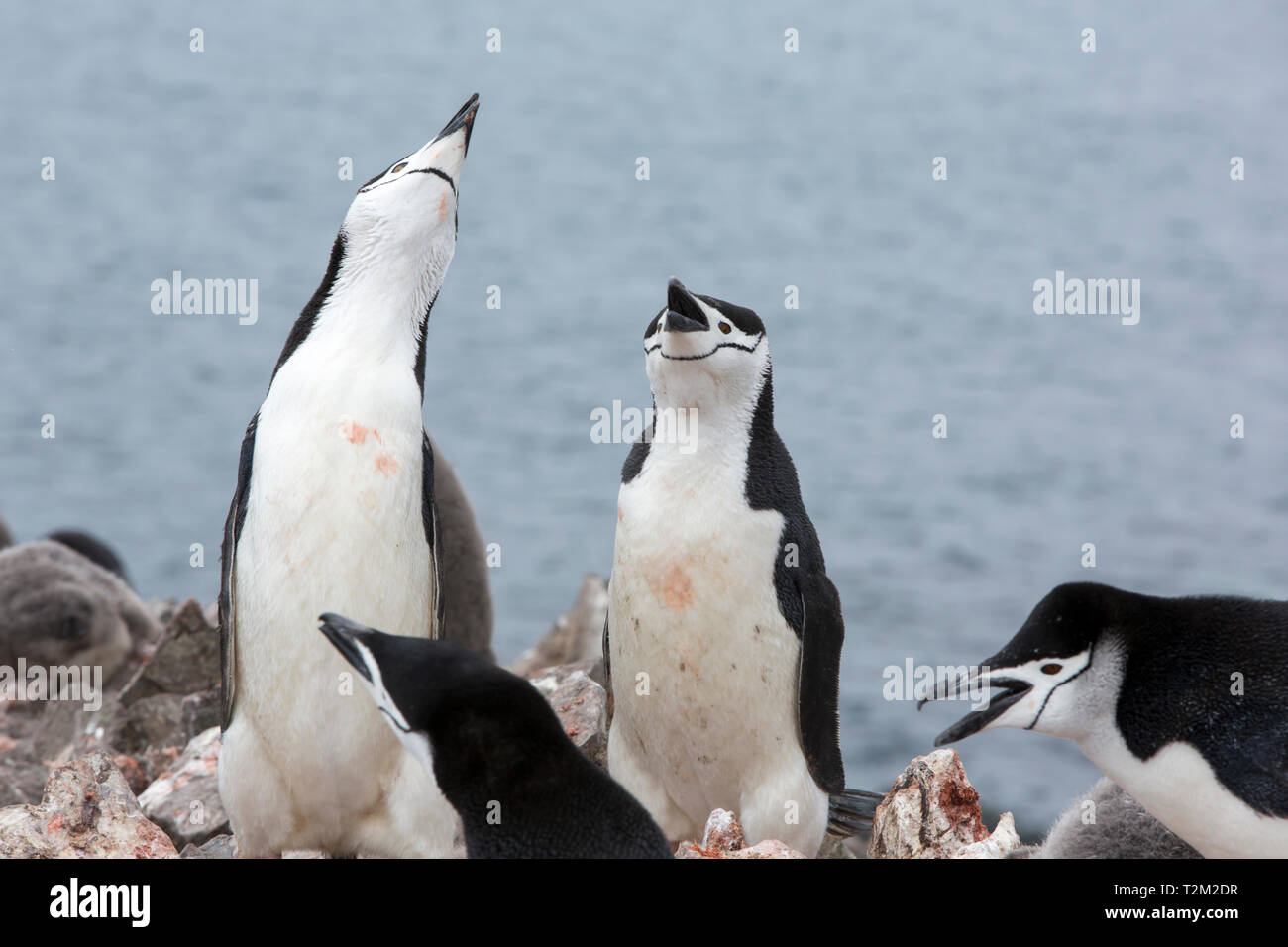 Chinstrap Penguin, Pygoscelis antarcticus nesting on Half Moon Island ...