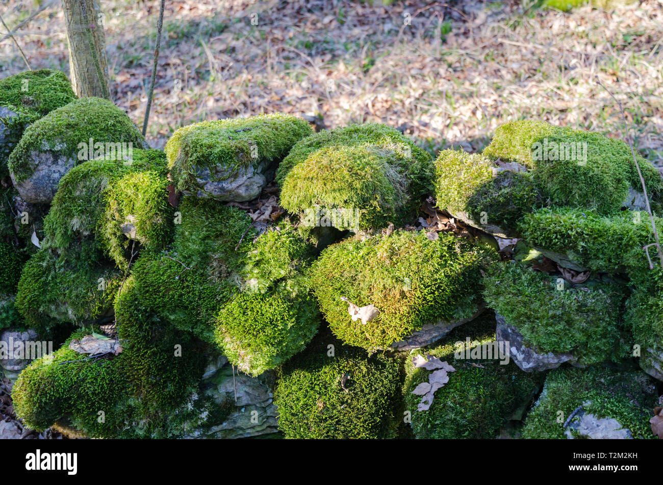 Old moss covered dry stone wall in a swedish nature reserve Stock Photo ...