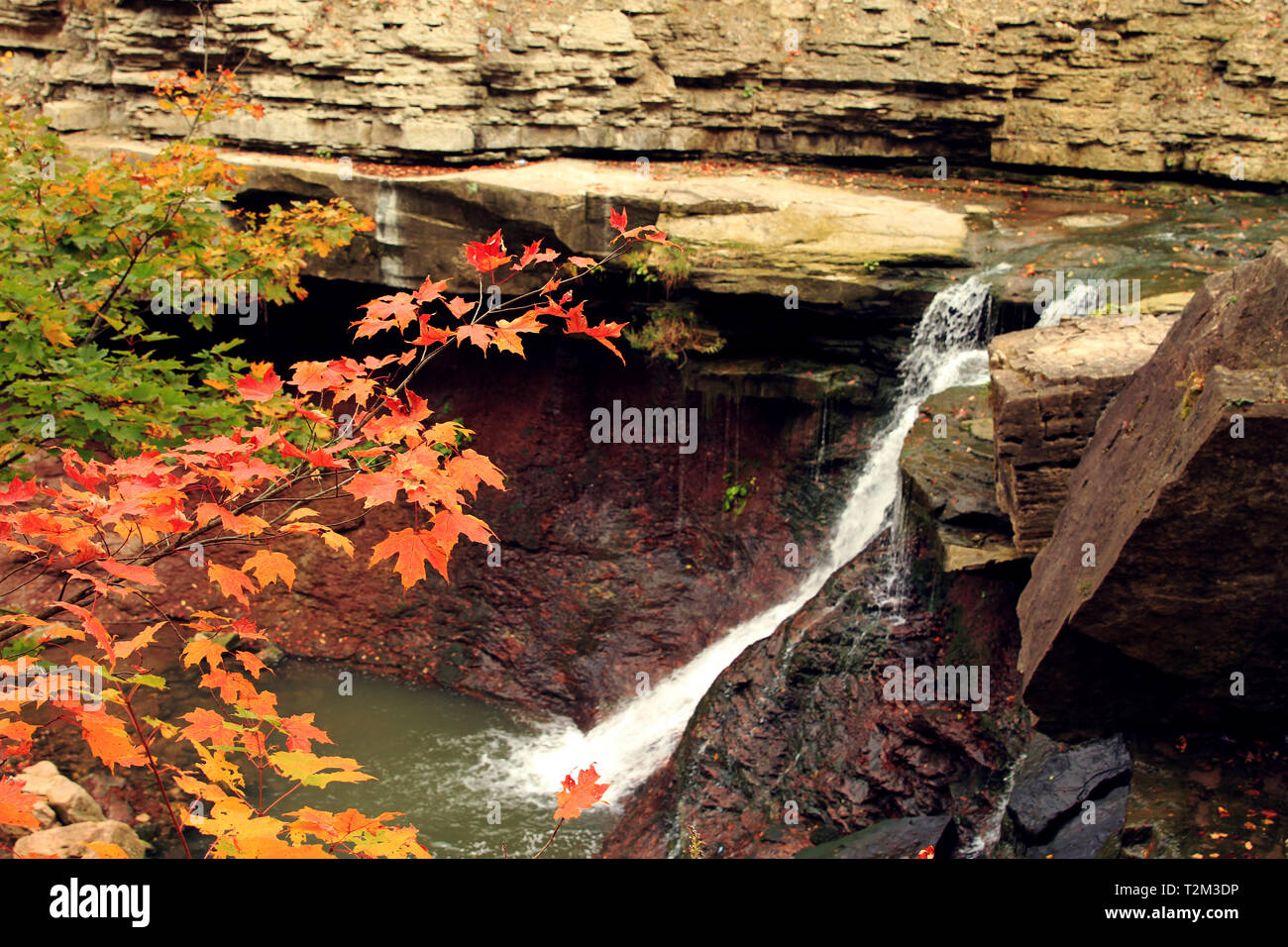 Canada maple autumn landscape hi-res stock photography and images - Alamy