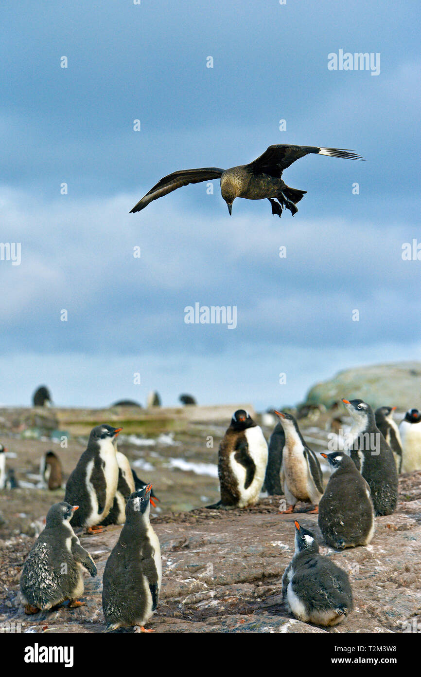 Sud skua hi-res stock photography and images - Alamy