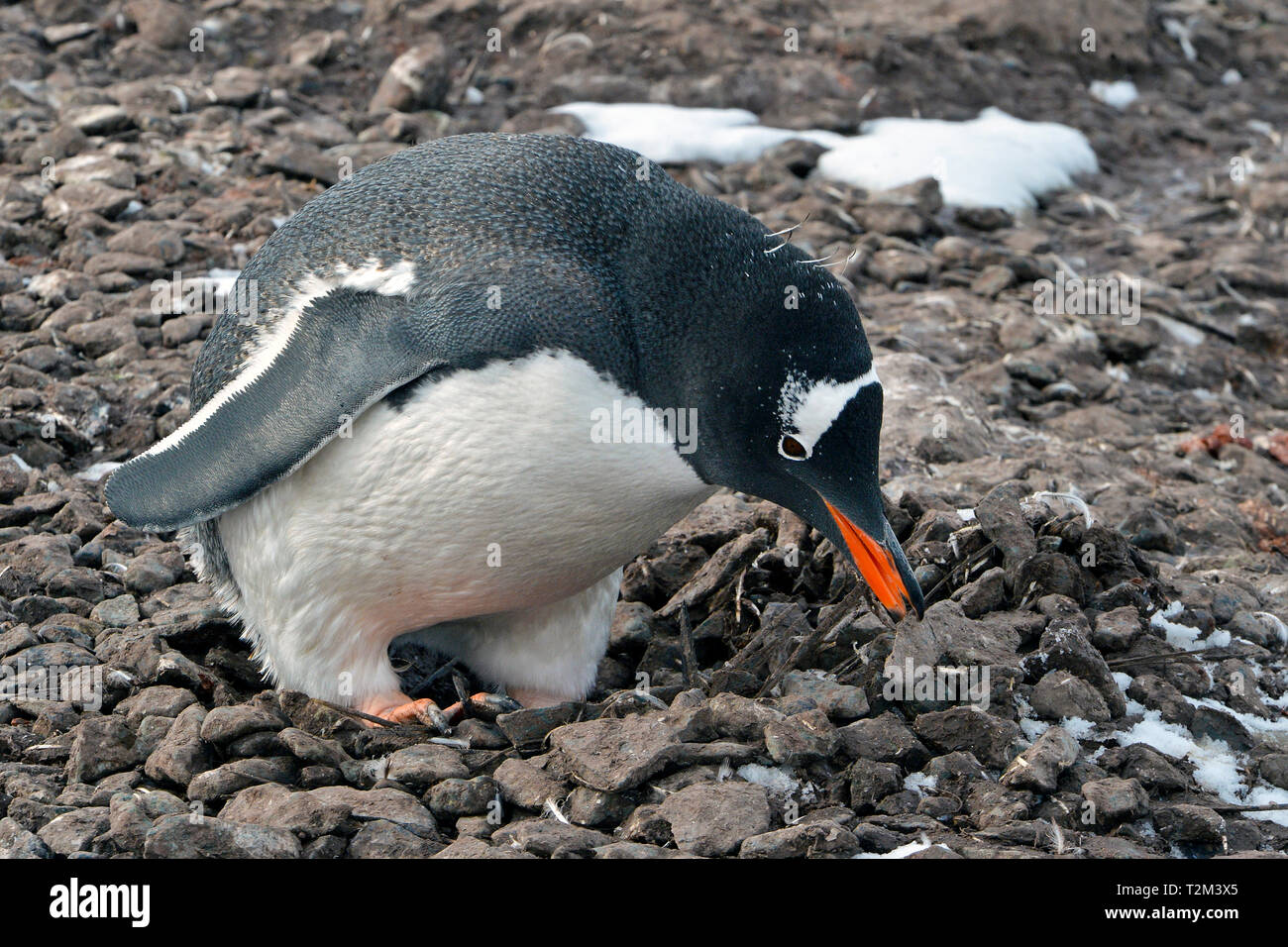 Papua fauna hi-res stock photography and images - Alamy