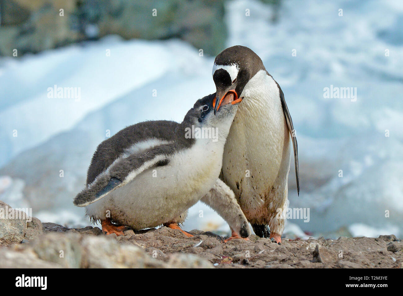 Feeding penguins hi-res stock photography and images - Alamy
