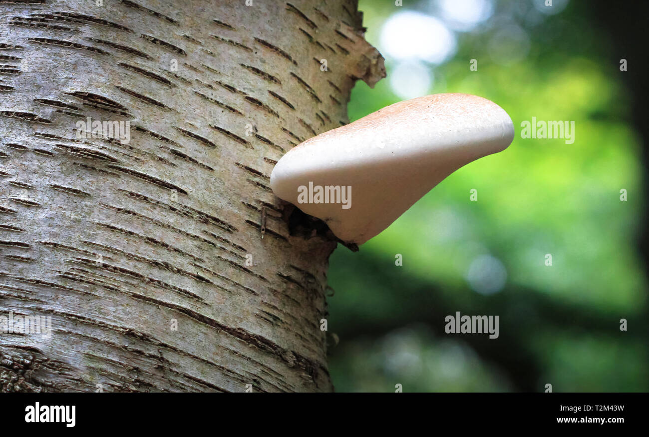 A birch polypore mushroom (Piptoporus betulinus) grows out of a birch ...