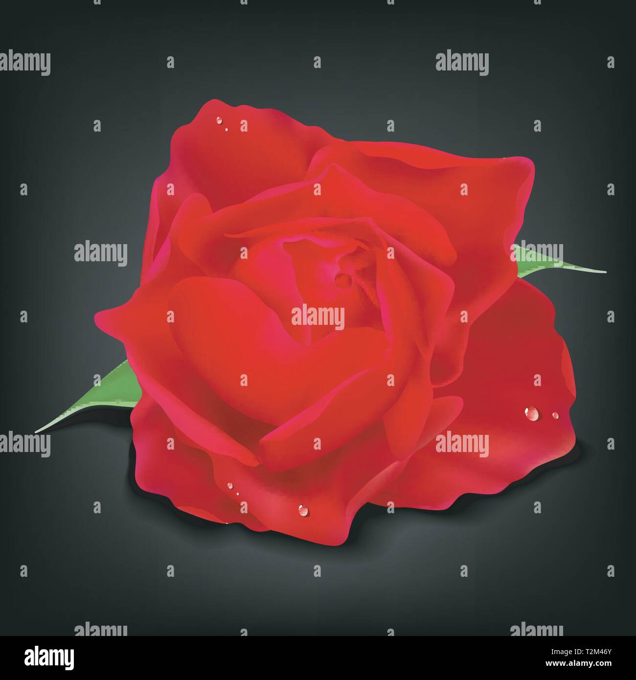 Realistic yellow rose on dark background, Vector Illustration Stock ...